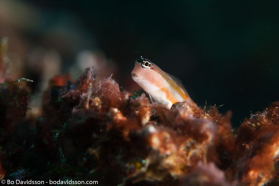 Combtooth blennies - bodavidsson.com
